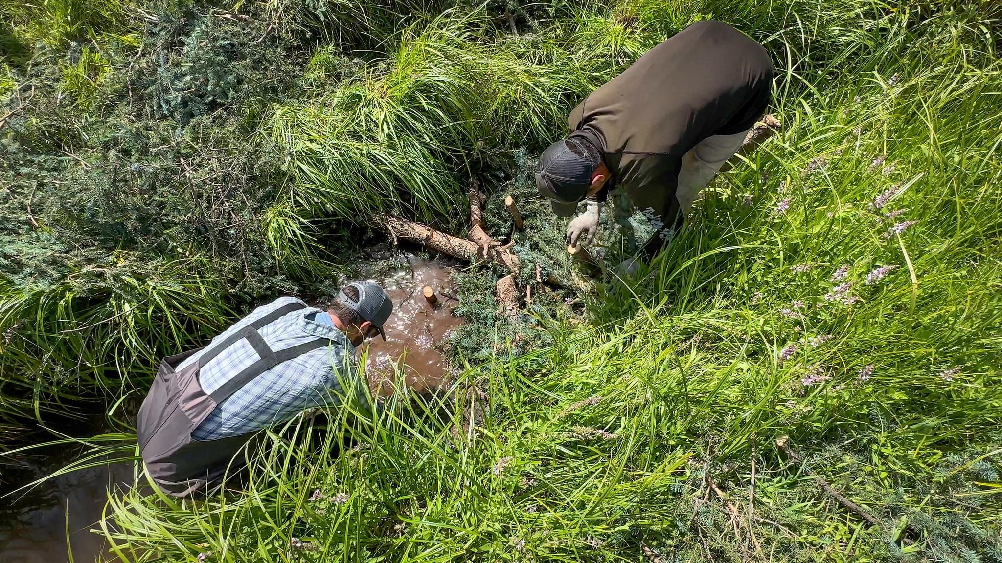 Becoming Beavers, a Story About Low-Tech, Process-Based Restoration ...